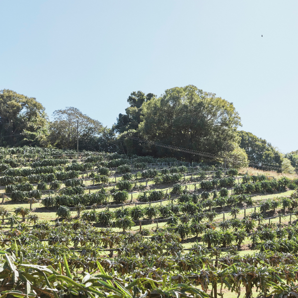 Our Sustainability Commitment: Cultivating a Greener Future - Tropical ...