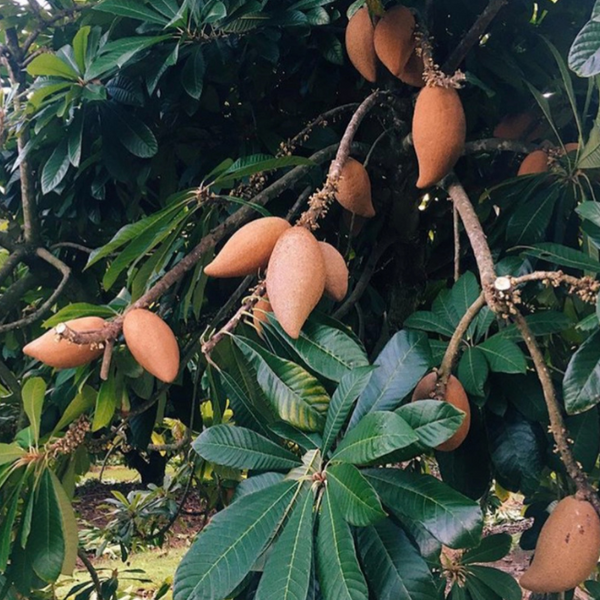 Sapote Season on the Farm - Tropical Fruit World