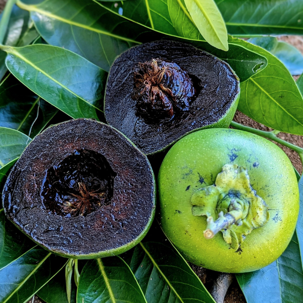 News - Tropical Fruit World