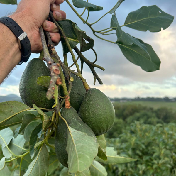 Celebrate Avocado Season at Tropical Fruit World: Fresh Picks and Fun